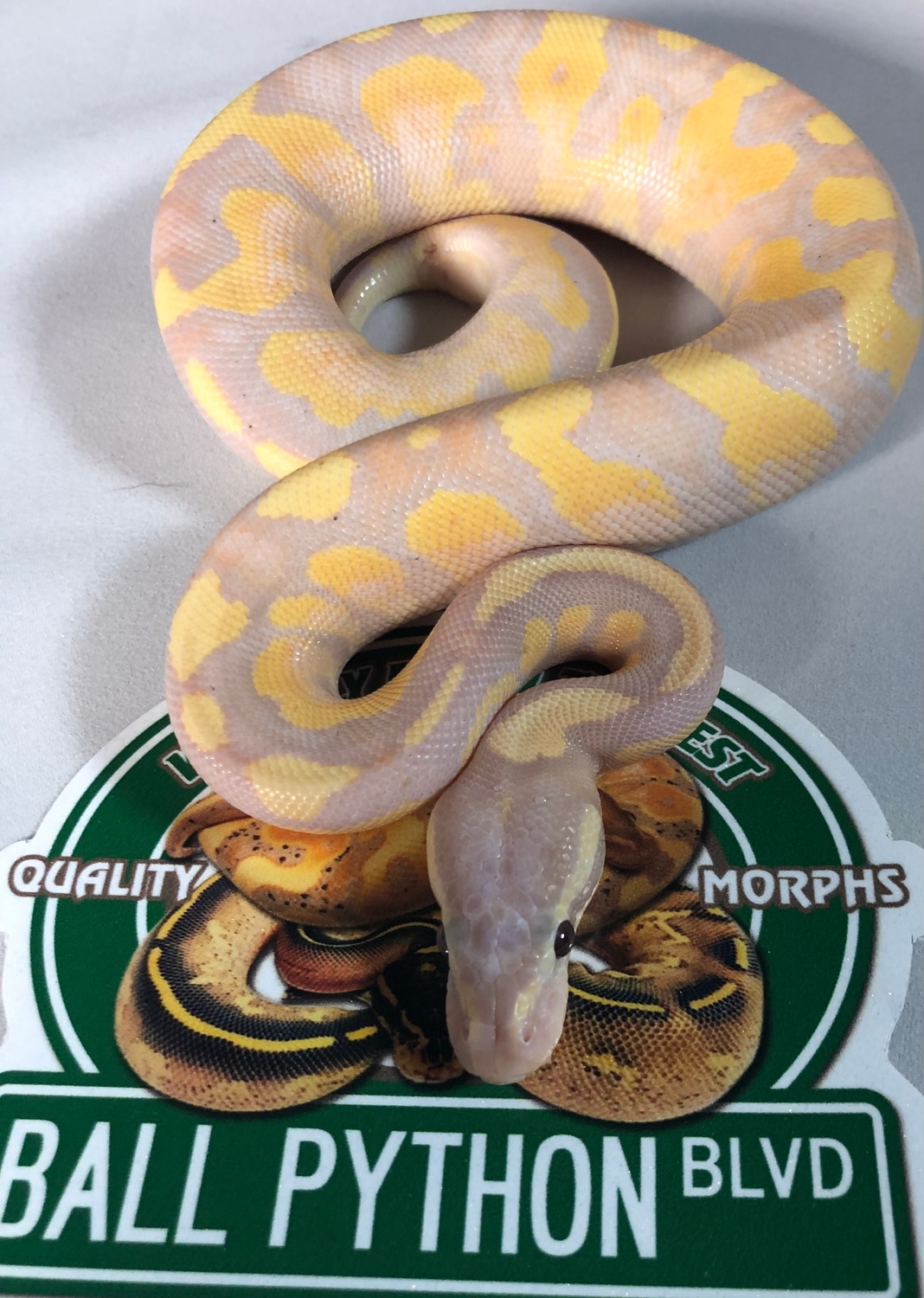 Banana Firefly YB Ball Python by BallPythonBlvd - MorphMarket