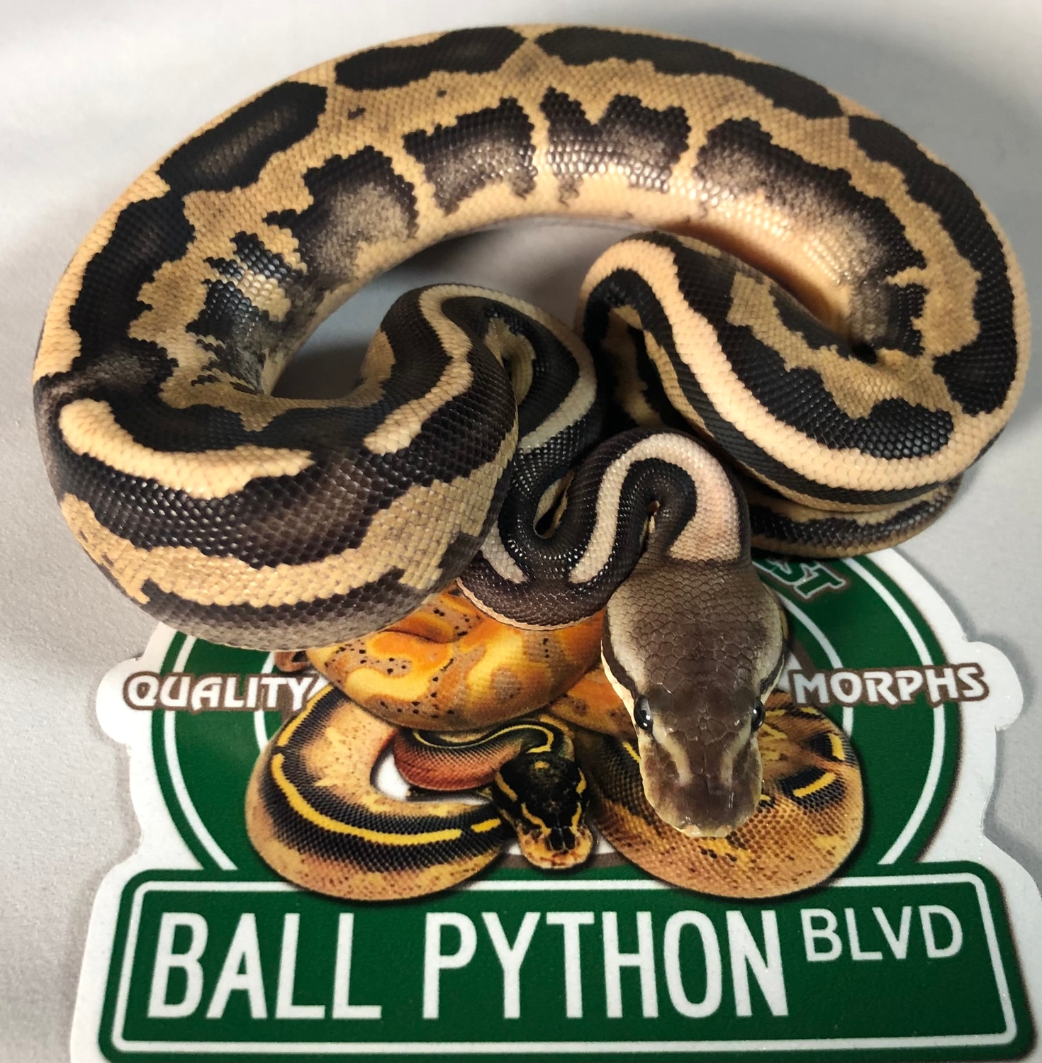 Leopard Cinnamon Spark Fire Ball Python by BallPythonBlvd - MorphMarket