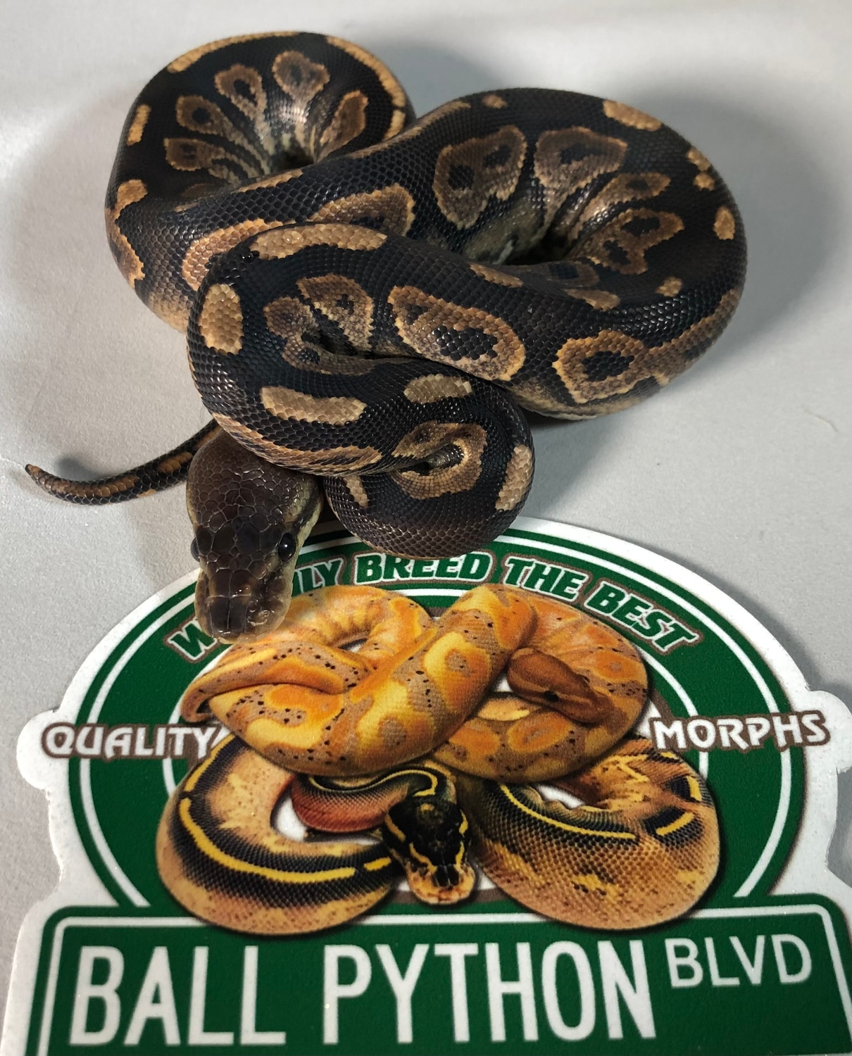 Cinnamon Leopard YB Ball Python by BallPythonBlvd - MorphMarket