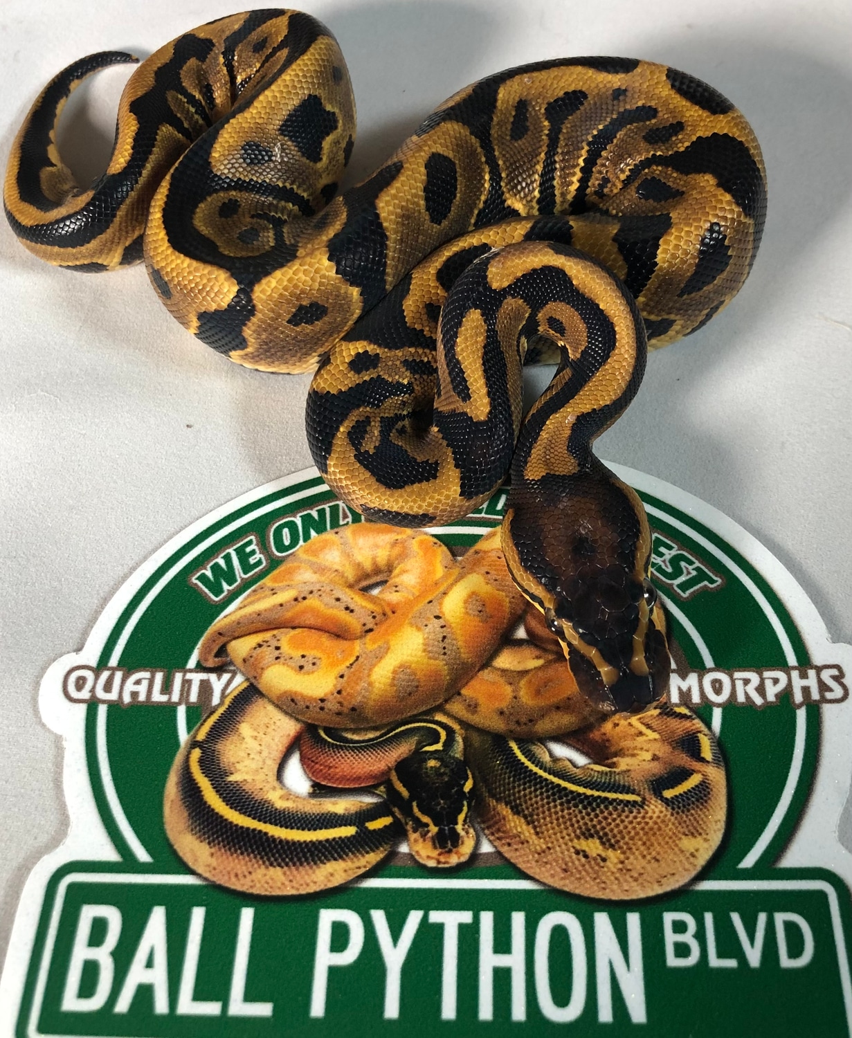 Leopard YB Ball Python by BallPythonBlvd - MorphMarket