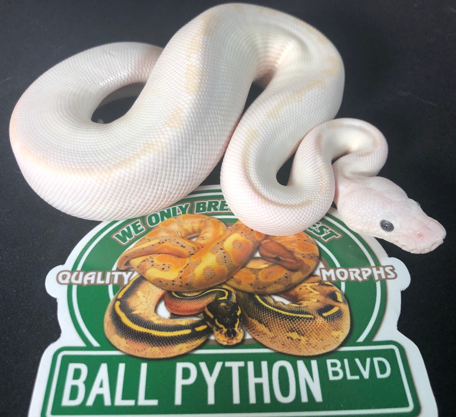 Super Russo Ball Python by BallPythonBlvd - MorphMarket
