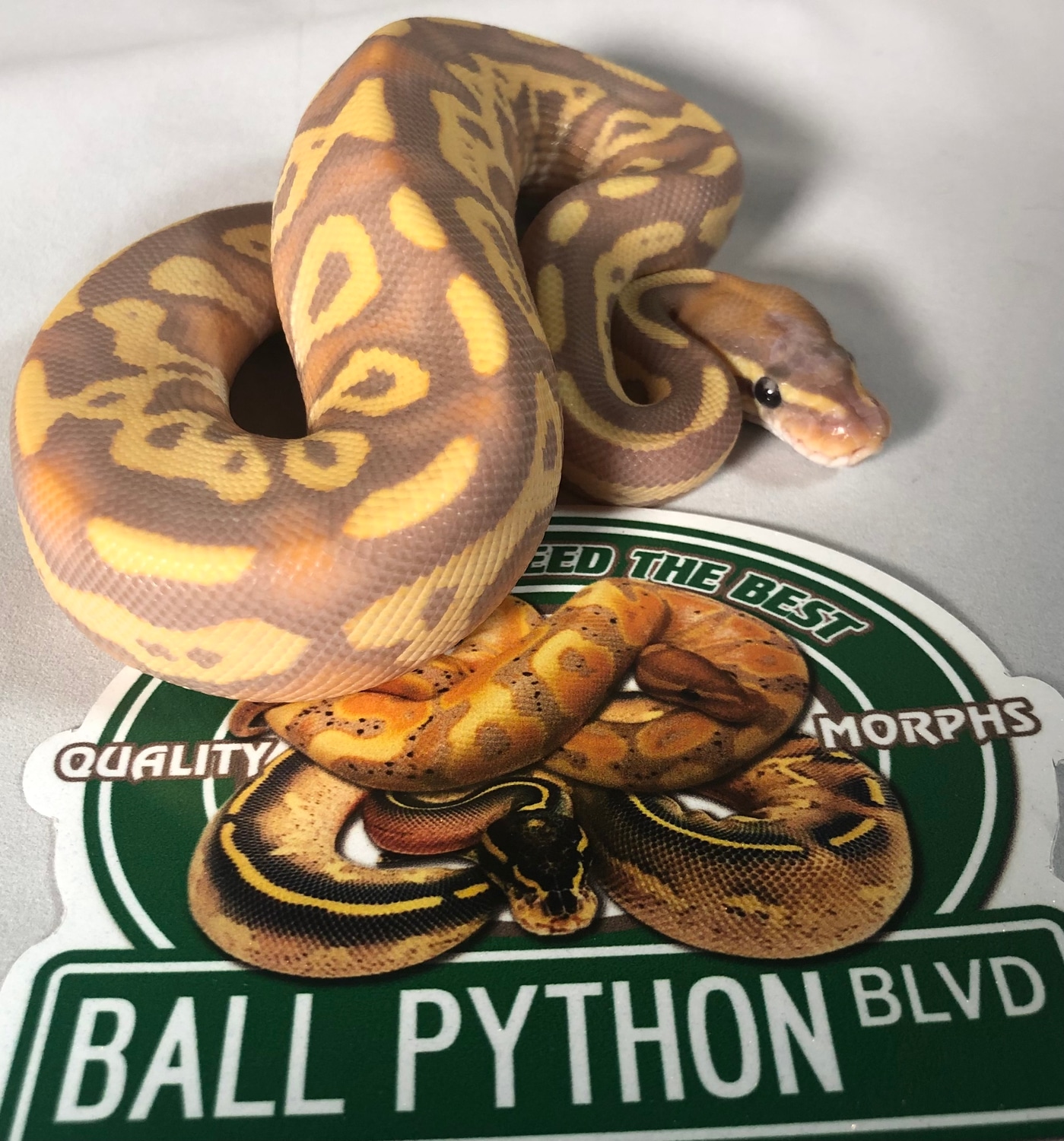 Coral Glow Leopard Mojave Ball Python by BallPythonBlvd - MorphMarket