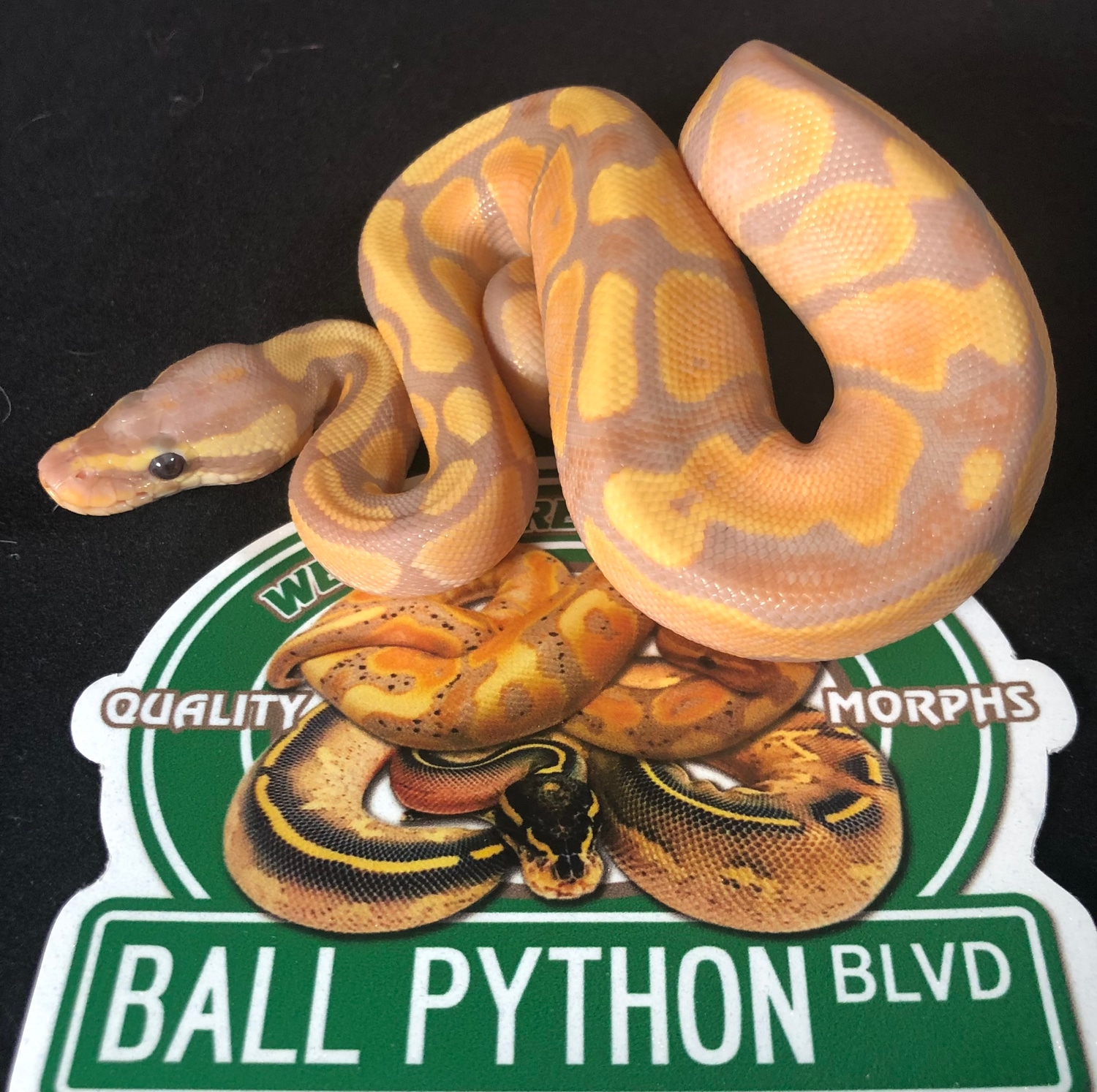 Banana Het Pied Ball Python by BallPythonBlvd - MorphMarket