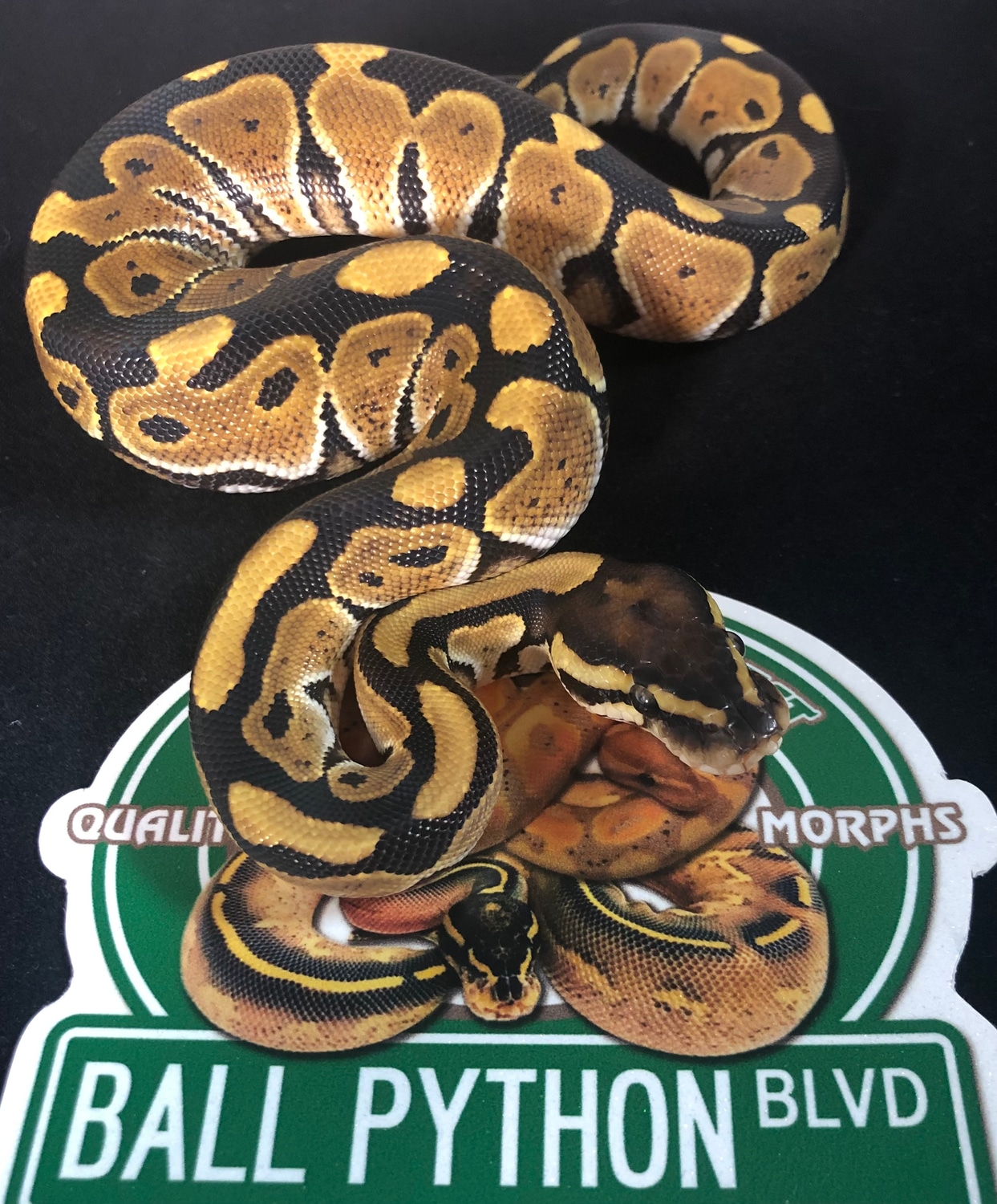 Yellow Belly Ball Python by BallPythonBlvd - MorphMarket