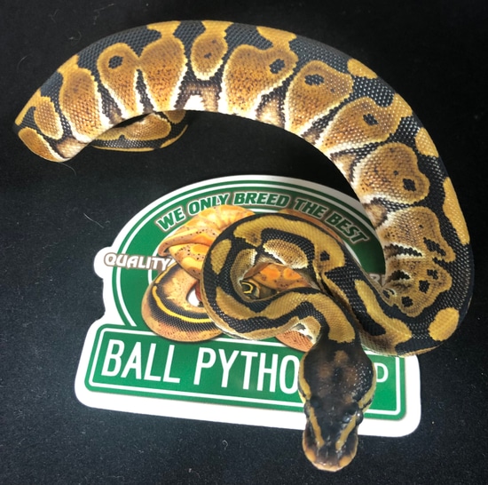 Russo Ball Python by BallPythonBlvd