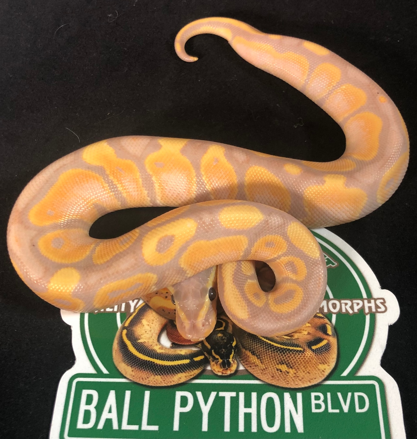 Banana 50% Het Pied Ball Python by BallPythonBlvd - MorphMarket