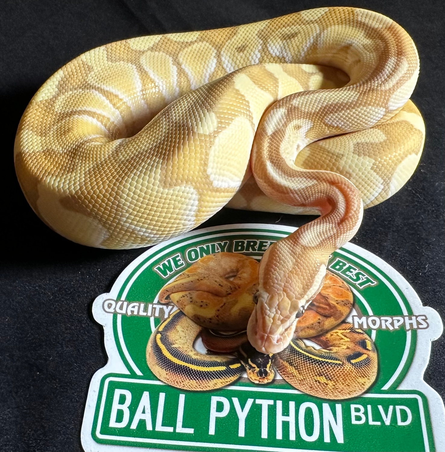Banana Lesser Pastel H/clown Ball Python by BallPythonBlvd - MorphMarket
