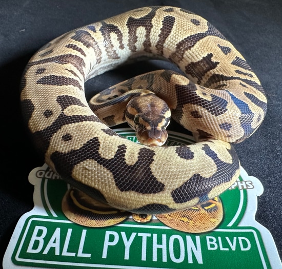 Leopard Ball Python by BallPythonBlvd