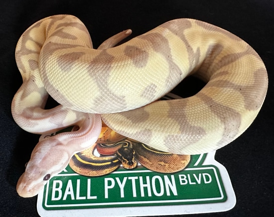 Banana Leopard Ball Python by BallPythonBlvd