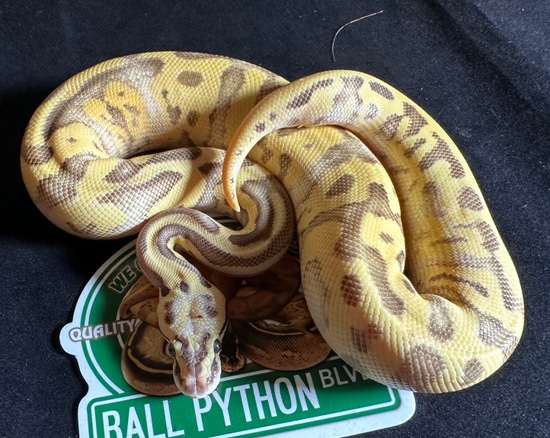 Super Pastel Leopard Enchi Pos H/clown Ball Python by BallPythonBlvd