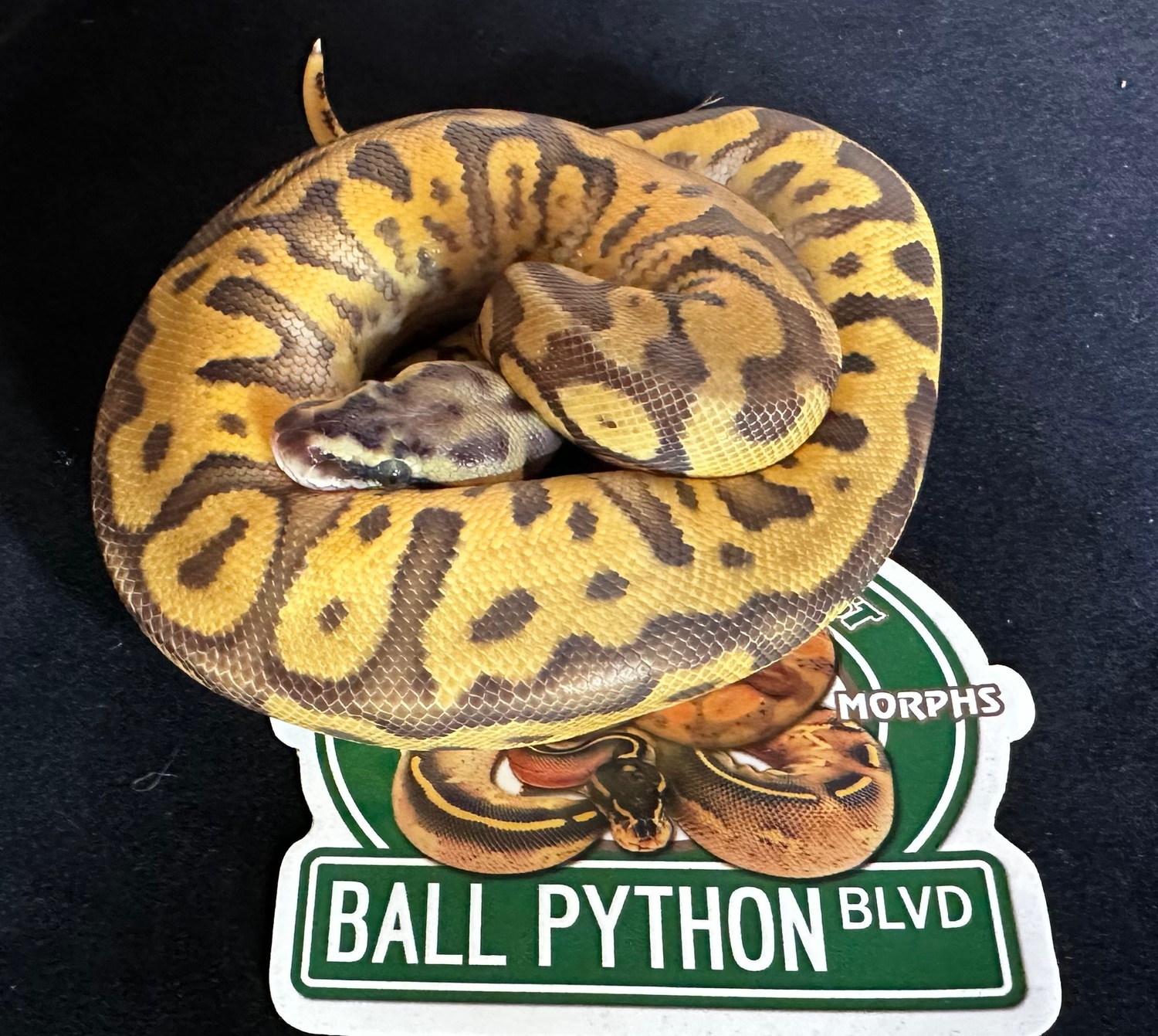 Super Firefly Leopard Pod H/clown Ball Python by BallPythonBlvd ...