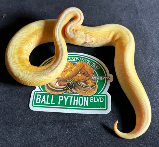 Lavender Albino Spinner Ball Python by BallPythonBlvd