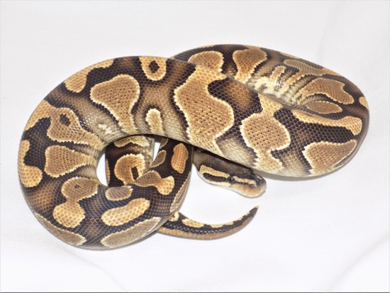 YellowBelly Special Ball Python by Ball Python Creations