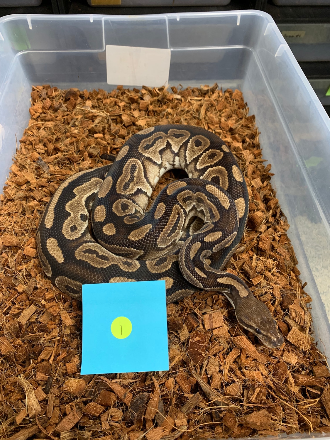 Cinnamon Ball Python by Ball Python Distributors - MorphMarket