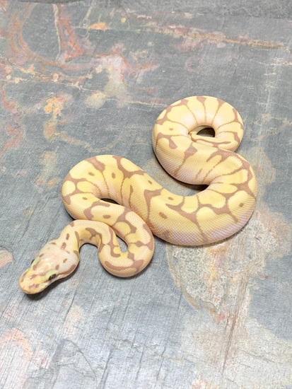 Banana Bumblebee Ball Python by Ball Python Distributors