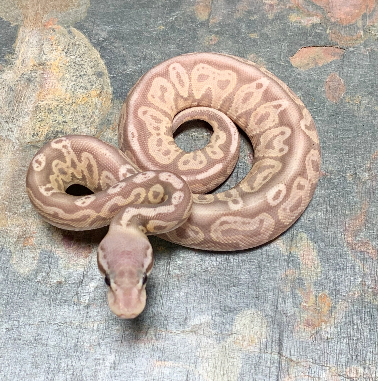 Banana Pewter Ball Python by Ball Python Distributors - MorphMarket