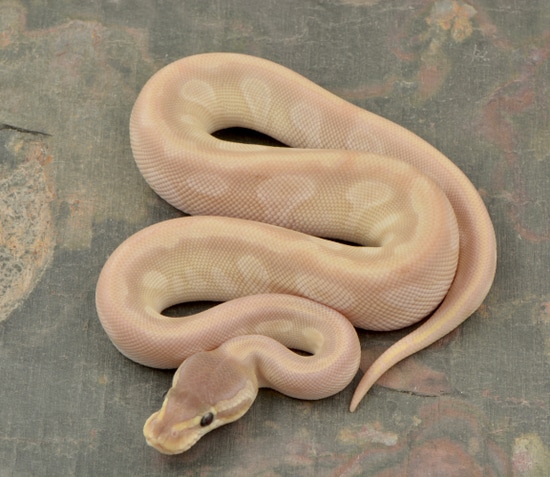 Crystal Ball Python by Ball Python Distributors
