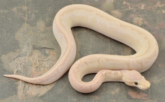 Bamboo Banana Pewter Ball Python by Ball Python Distributors