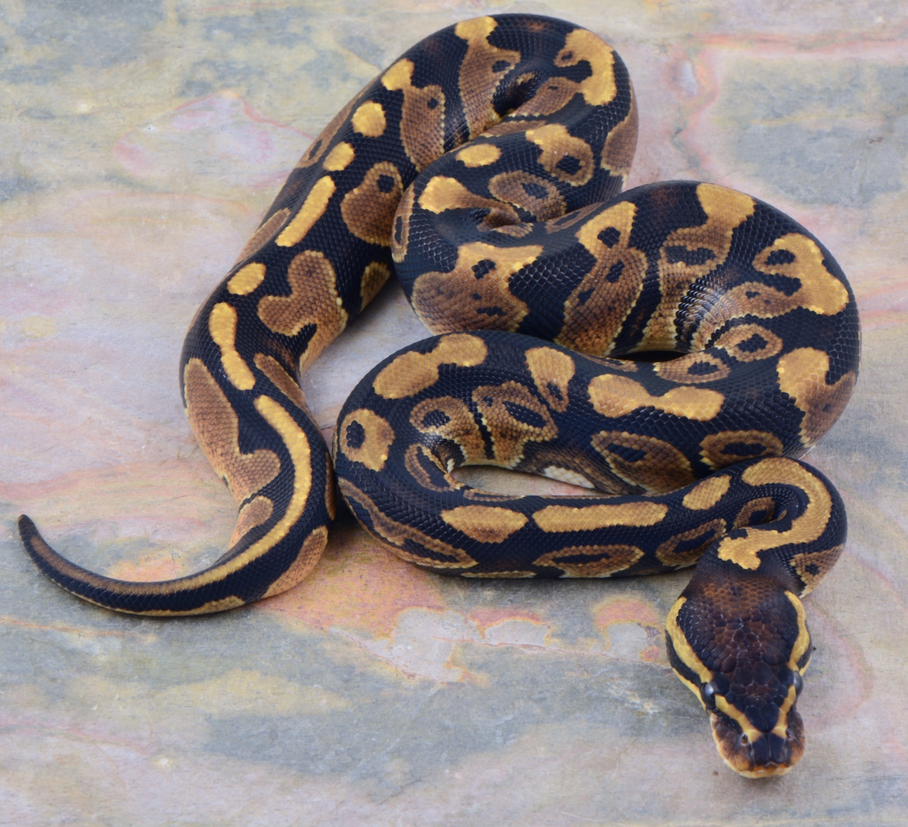 100% Sunset Ball Python by Ball Python Distributors - MorphMarket