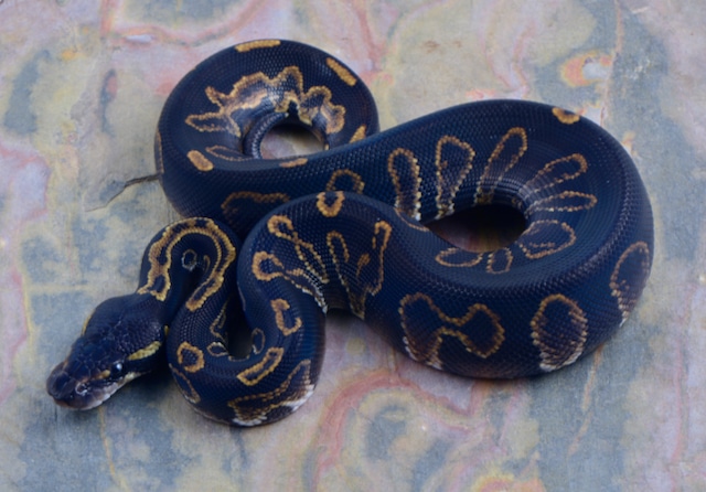 GHI Sable Ball Python by Ball Python Distributors - MorphMarket