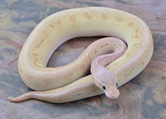 Banana Sterling Lesser Ball Python by Ball Python Distributors
