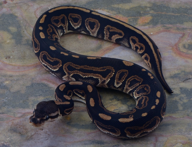 Sable Black Pastel Ball Python by Ball Python Distributors - MorphMarket