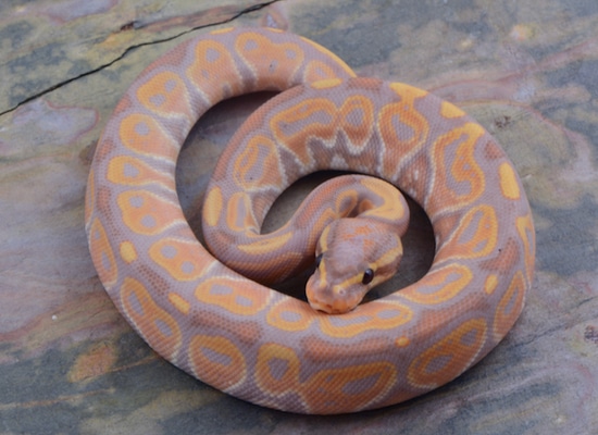 Banana Het Red Axanthic Ball Python by Ball Python Distributors