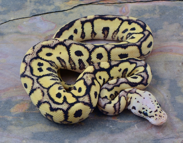 Firefly Spotnose Clown Ball Python by Ball Python Distributors ...