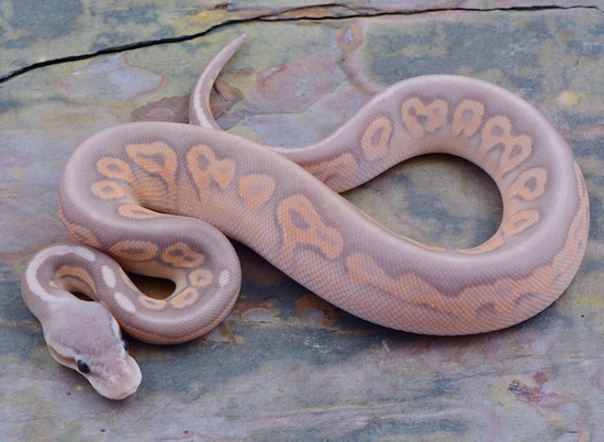 Banana BH Pewter Enchi Ball Python by Ball Python Distributors