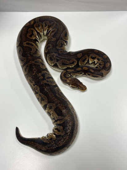 Pewter *scar Back Ball Python by Ball Python Distributors