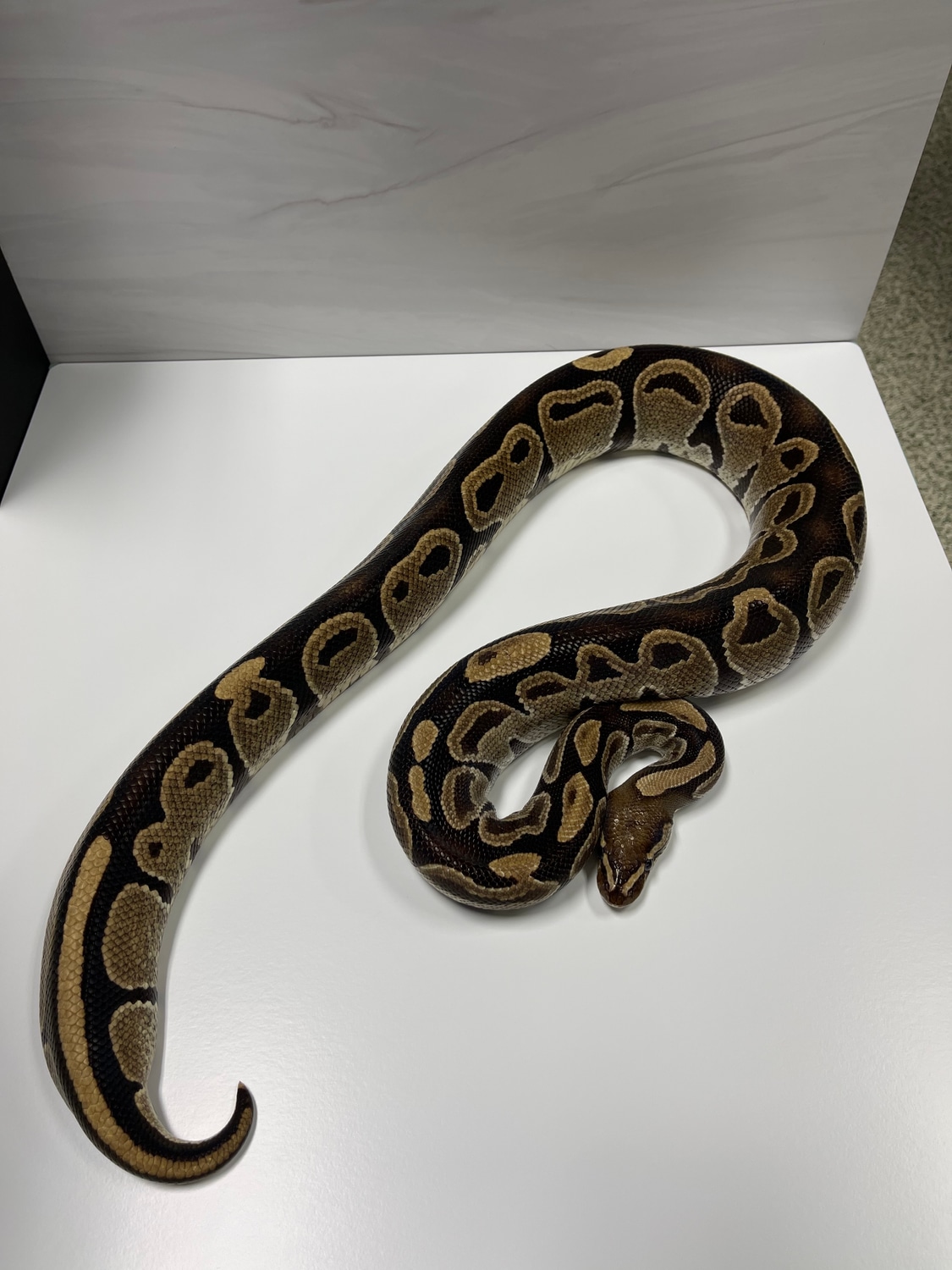 100% Het Albino Ball Python by Ball Python Distributors - MorphMarket