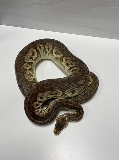 Sterling Ball Python by Ball Python Distributors