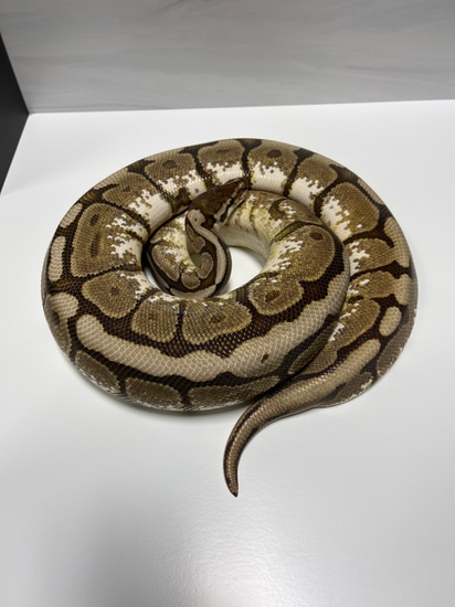 Cinnabee Ball Python by Ball Python Distributors