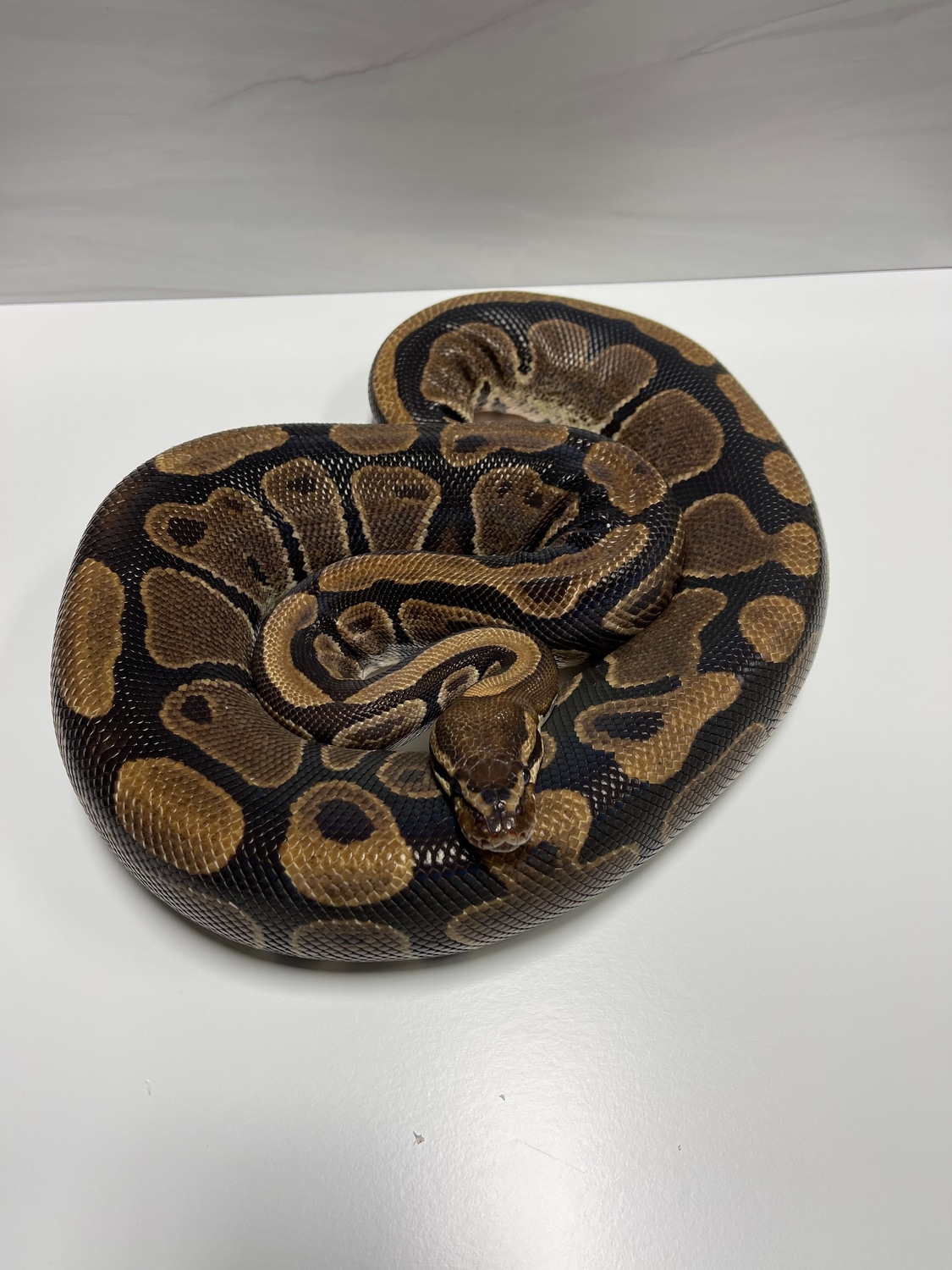Normal Ball Python by Ball Python Distributors - MorphMarket