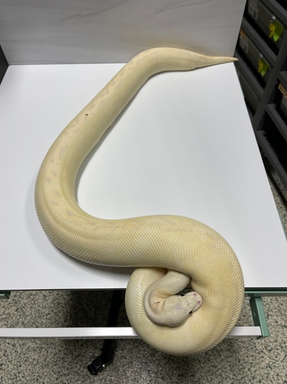 Citrus Pastel Puma Ball Python by Ball Python Distributors