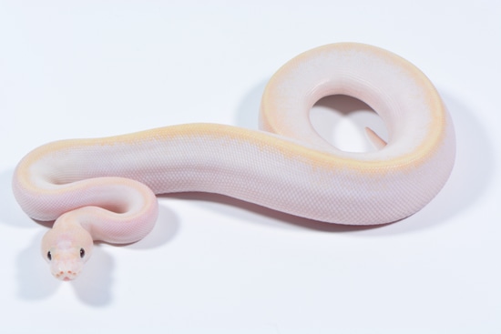 Banana Puma Ghi Fire Ball Python by Ball Python Distributors