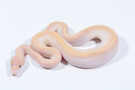 Banana Puma Fire/Ghi Ball Python by Ball Python Distributors