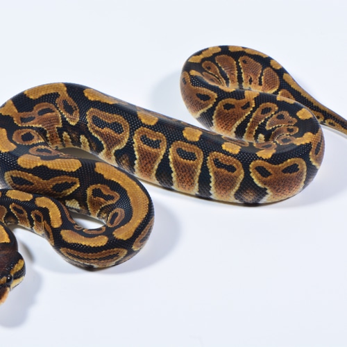 Ball Python Distributors - MorphMarket
