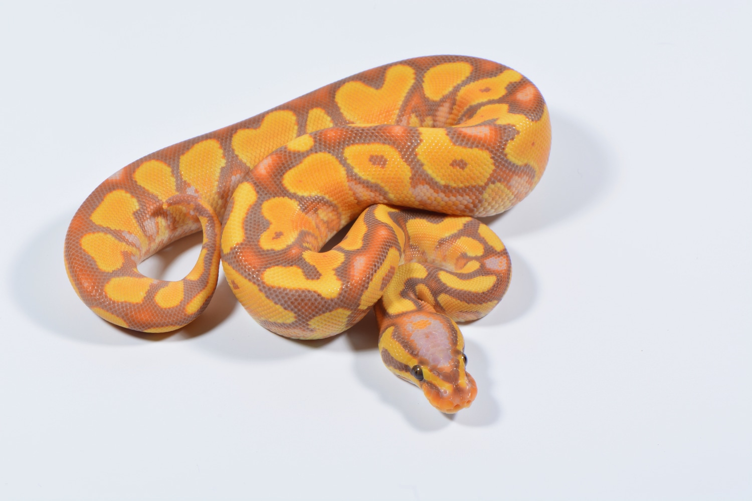 Banana Enchi Spark/YB Prob Honey Ball Python by Ball Python ...