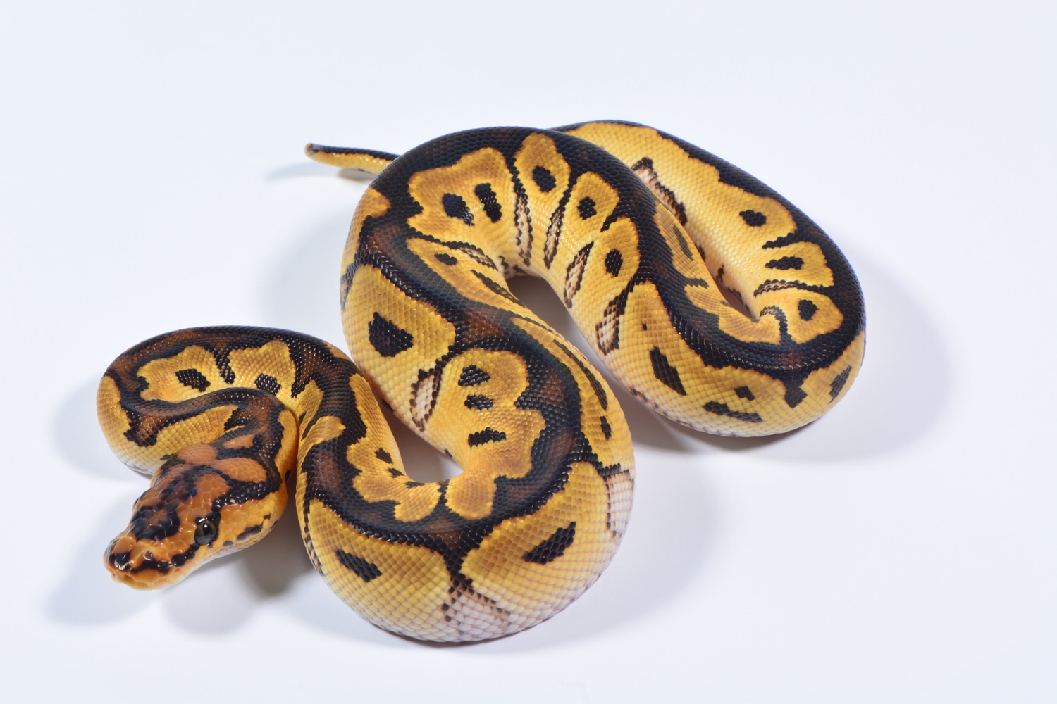 OD Clown 66% Ultramel Ball Python by Ball Python Distributors - MorphMarket