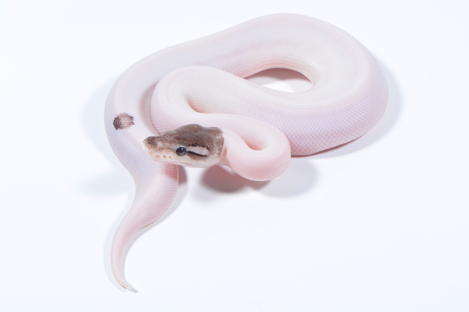 Pewter Pied Pos Sandblast Ball Python by Ball Python Distributors ...