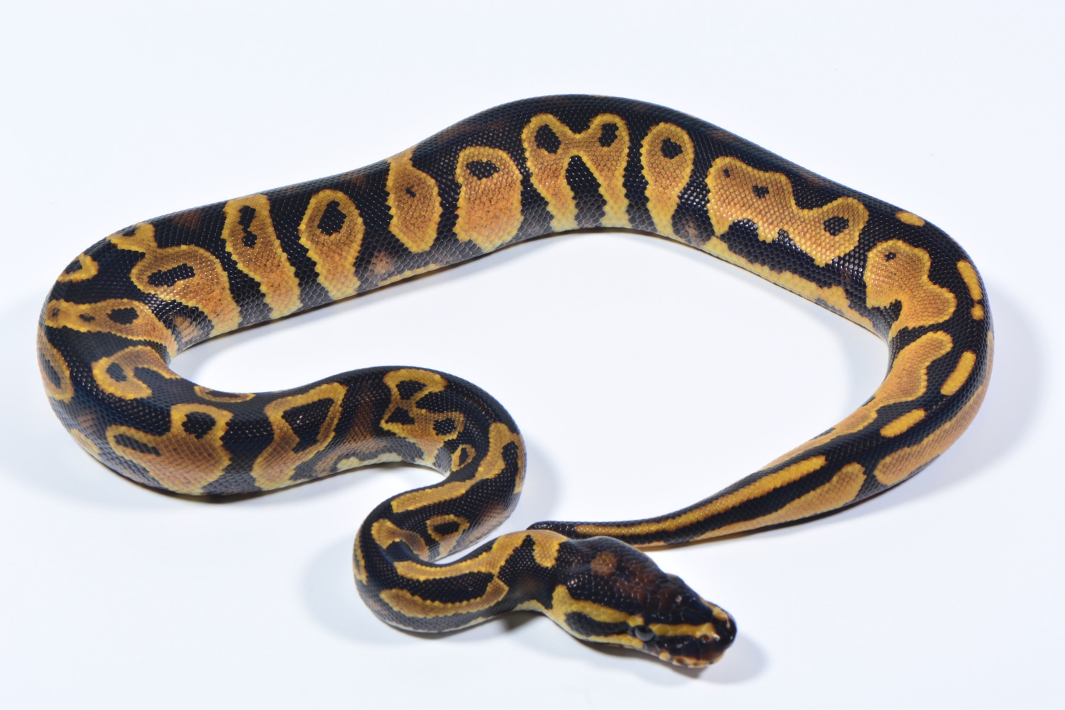 OD 100% DH Pied Albino/Candy Ball Python by Ball Python Distributors ...
