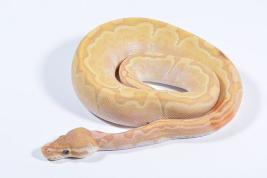 Bamboo Ultramel 66% Ph Clown Ball Python by Ball Python Distributors