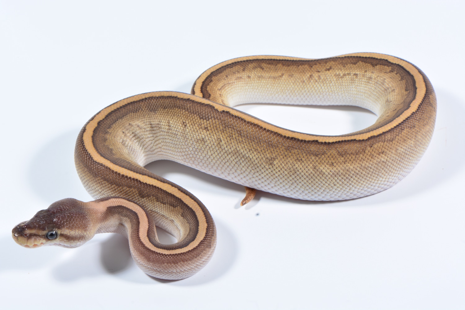 Jigsaw Cinnamon GHI/BH Ball Python by Ball Python Distributors ...