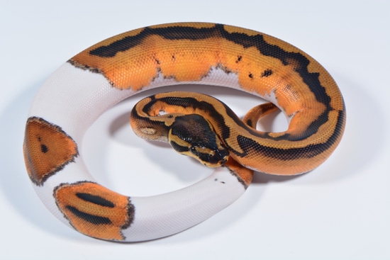 OD Pied Ball Python by Ball Python Distributors