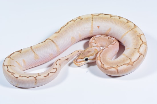 Bamboo Spider YB/Fire Ball Python by Ball Python Distributors