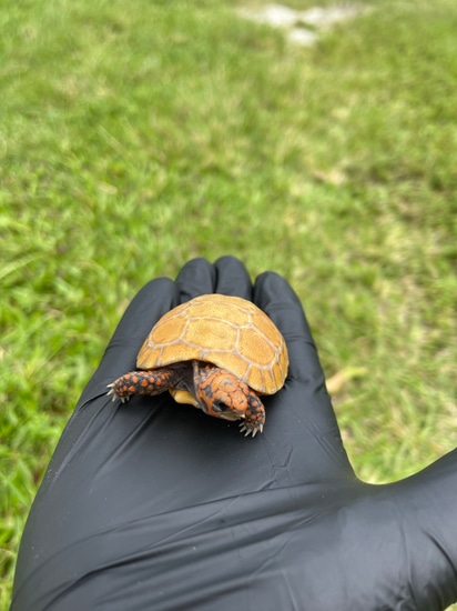 Hypo Redfoot Tortoise Red-Footed Tortoise by Ball Python Distributors