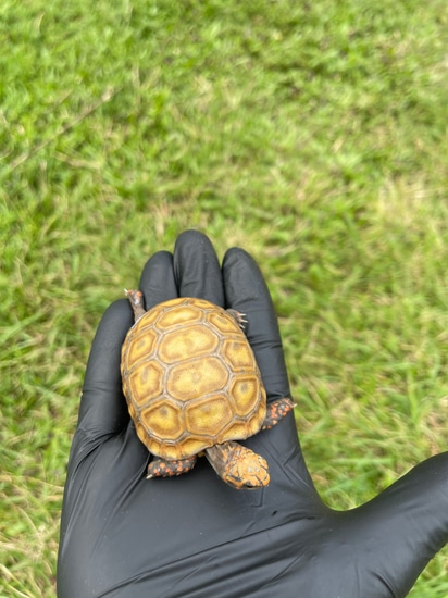 Hypo Redfoot Tortoise Red-Footed Tortoise by Ball Python Distributors