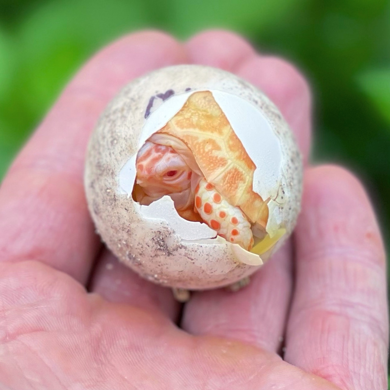 Albino Cherryhead Red-footed Tortoise by Ball Python Distributors ...