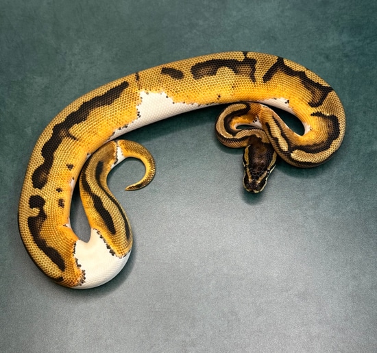 OD Pied Ball Python by Ball Python Distributors